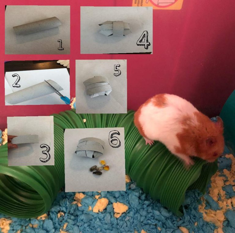 16 Totally Fun DIY Pet Toys To Make Over And Over