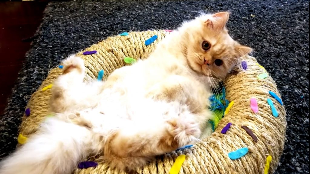 16 Cute And Comfy Pet Beds For Your Furry Friends