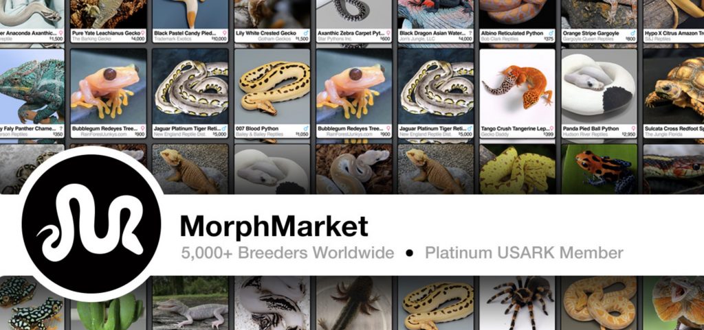 Morphmarket - Your Go-To Place for Reptiles