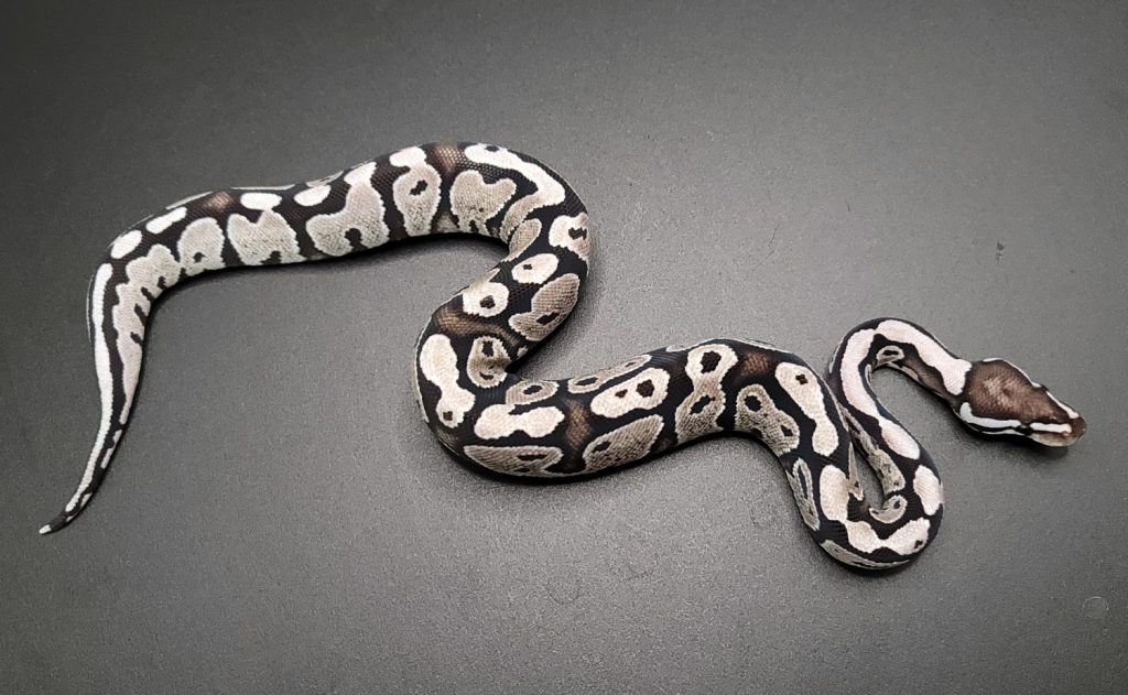 Morphmarket - Your Go-To Place for Reptiles