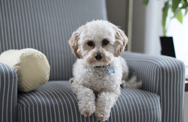 Reasons You Should Get a Mini Cavapoo as Your First Dog