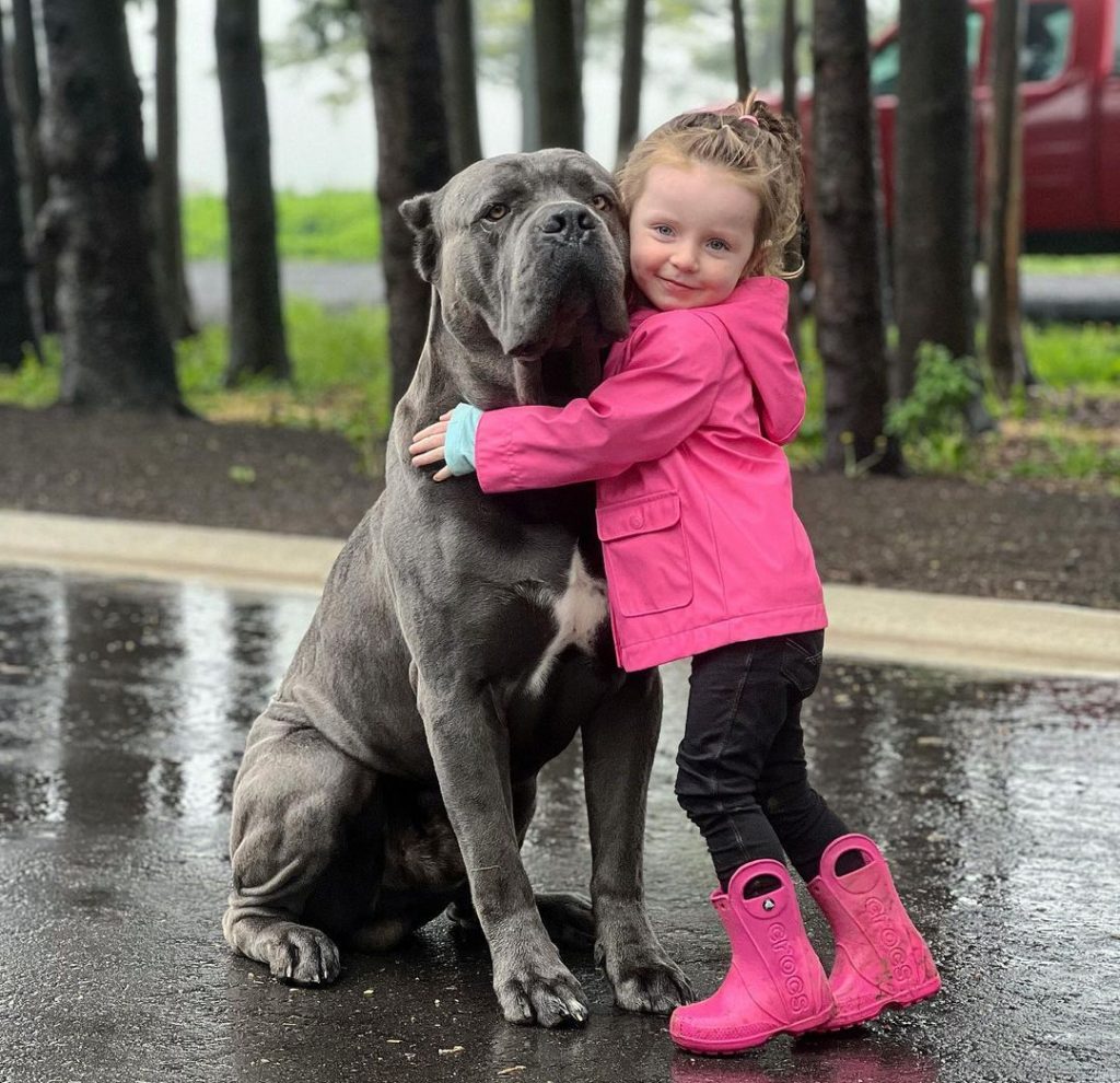 Are Cane Corsos Good With Kids: A Guide to Family Friendliness
