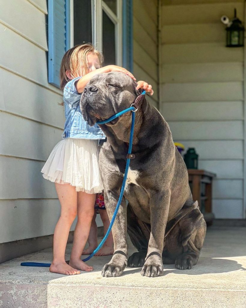 Are Cane Corsos Good With Kids: A Guide to Family Friendliness