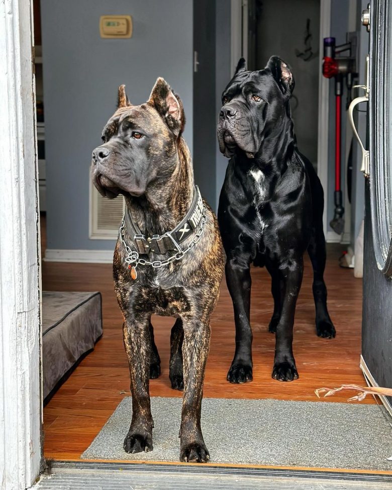 Are Cane Corsos Good With Kids: A Guide to Family Friendliness