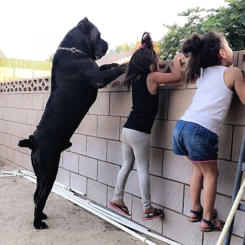 Are Cane Corsos Good With Kids: A Guide to Family Friendliness