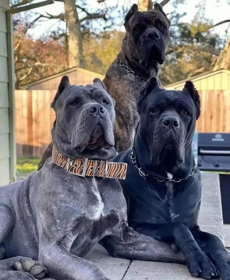 Are Cane Corsos Good With Kids: A Guide to Family Friendliness