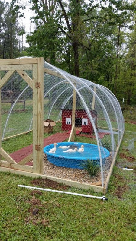 DIY Duck Enclosure Ideas: Easy and Fun Builds for Your Feathered Friends