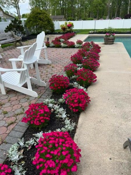 Azaleas Landscaping: Enhancing Your Garden’s Charm with Vibrant Blooms ...