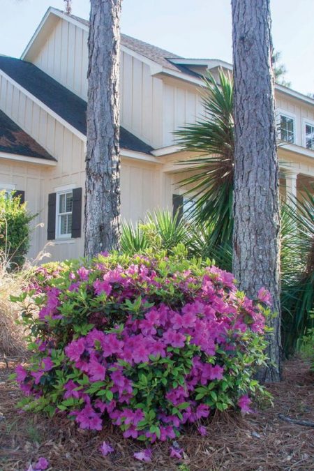 Azaleas Landscaping: Enhancing Your Garden's Charm with Vibrant Blooms