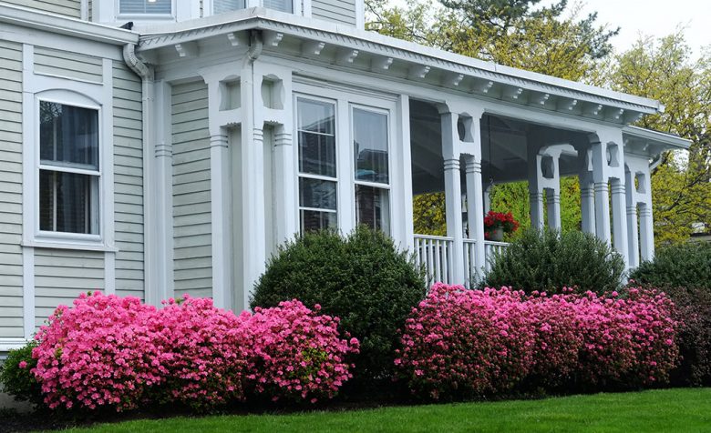 Azaleas Landscaping: Enhancing Your Garden's Charm with Vibrant Blooms