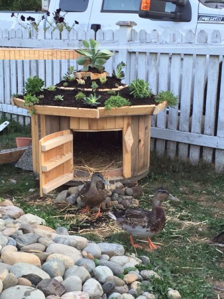 DIY Duck Enclosure Ideas: Easy and Fun Builds for Your Feathered Friends