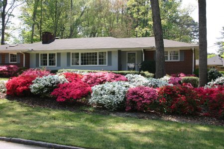 Azaleas Landscaping: Enhancing Your Garden's Charm with Vibrant Blooms