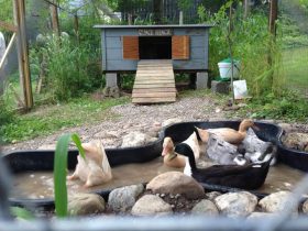 DIY Duck Enclosure Ideas: Easy and Fun Builds for Your Feathered Friends