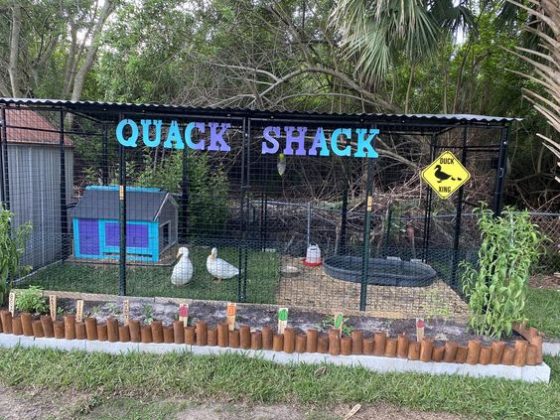 DIY Duck Enclosure Ideas: Easy and Fun Builds for Your Feathered Friends
