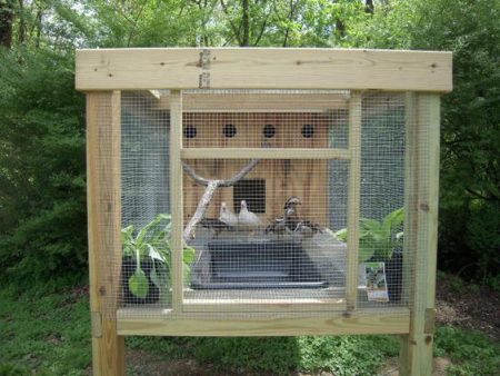 DIY Duck Enclosure Ideas: Easy and Fun Builds for Your Feathered Friends