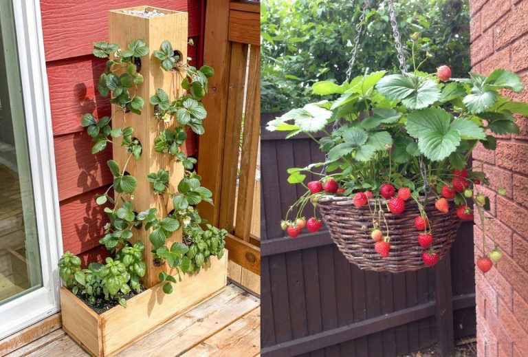 Strawberry Planter Ideas: Creative Ways to Grow Your Berries at Home