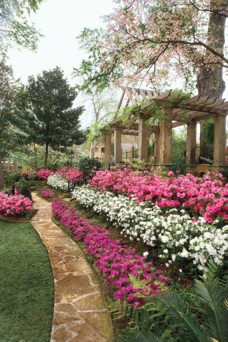 Azaleas Landscaping: Enhancing Your Garden's Charm with Vibrant Blooms