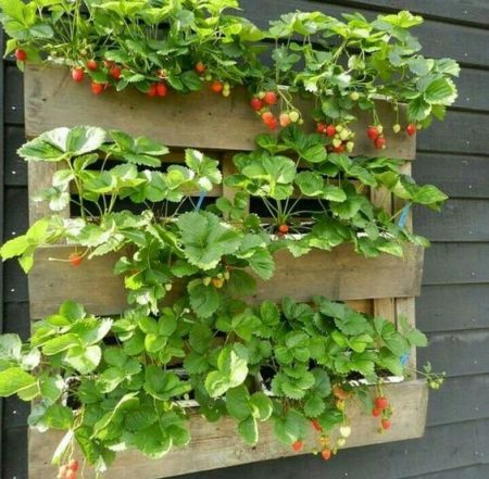 Strawberry Planter Ideas: Creative Ways to Grow Your Berries at Home