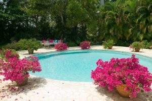 Best Plants Around the Pool: Easy-Care Options for Your Oasis