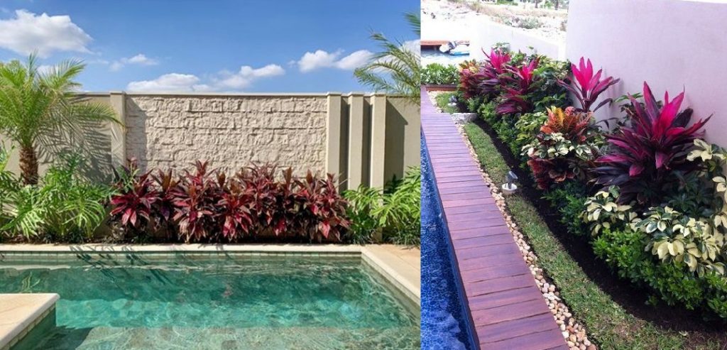 Best Plants Around the Pool: Easy-Care Options for Your Oasis