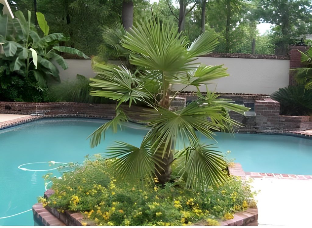 Best Plants Around the Pool: Easy-Care Options for Your Oasis
